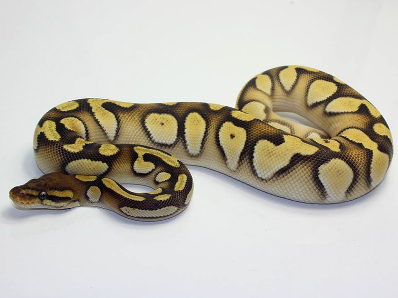 Morph List - World of Ball Pythons
