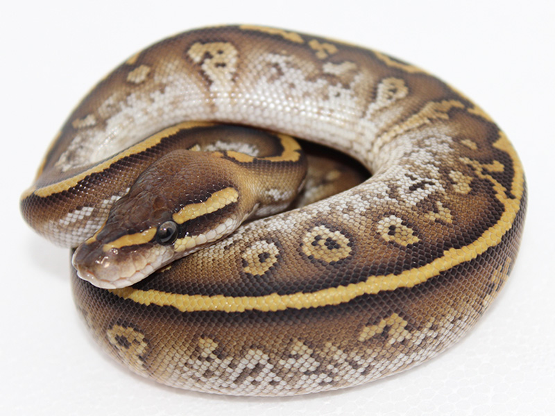 Morph List - World of Ball Pythons