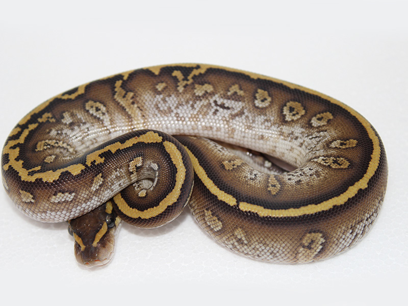 Morph List - World of Ball Pythons