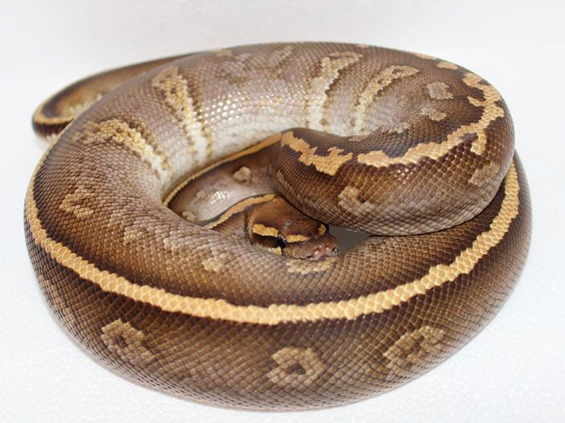 Morph List - World of Ball Pythons