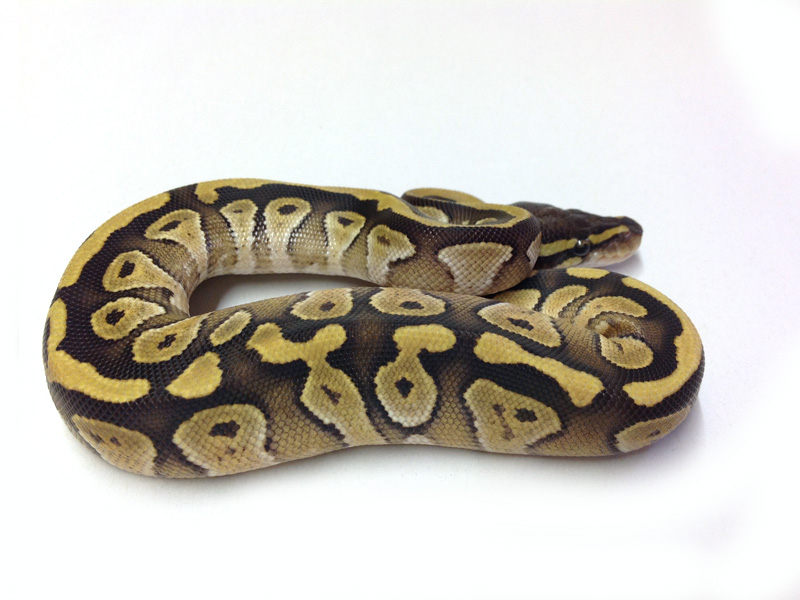 Mojave Vanilla - Freek Nuyt Line - Morph List - World of Ball Pythons
