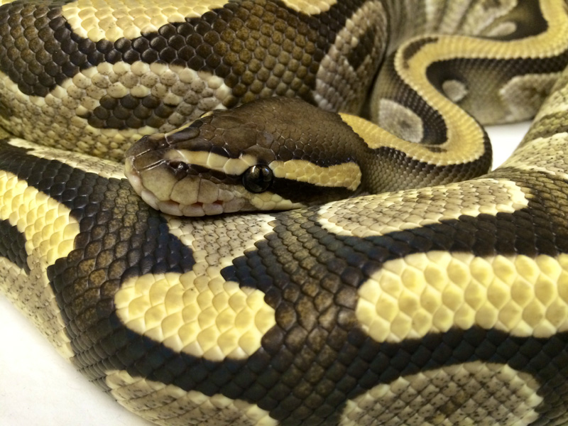 Mojave Vanilla - Freek Nuyt Line - Morph List - World of Ball Pythons