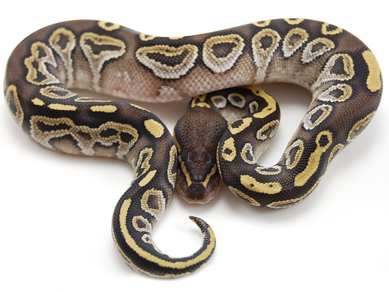 Mojave Vega - Morph List - World of Ball Pythons