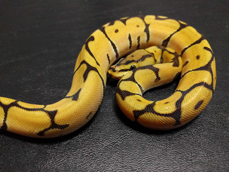 Morph List - World of Ball Pythons