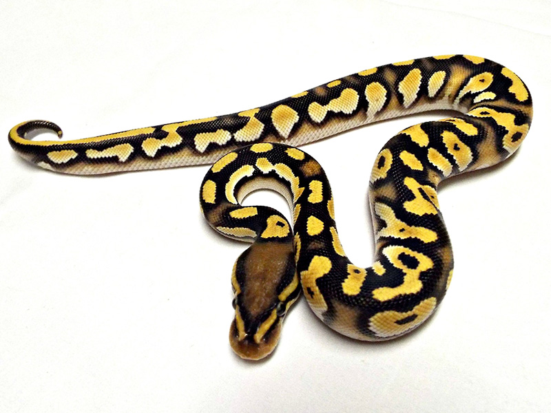 Morph List - World of Ball Pythons