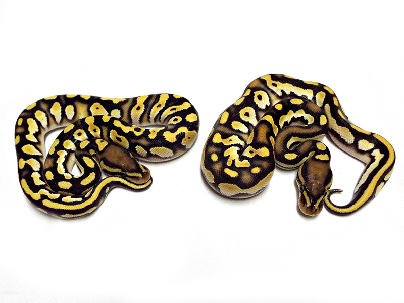 Morph List - World of Ball Pythons