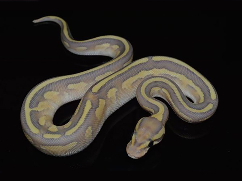 Morph List - World of Ball Pythons