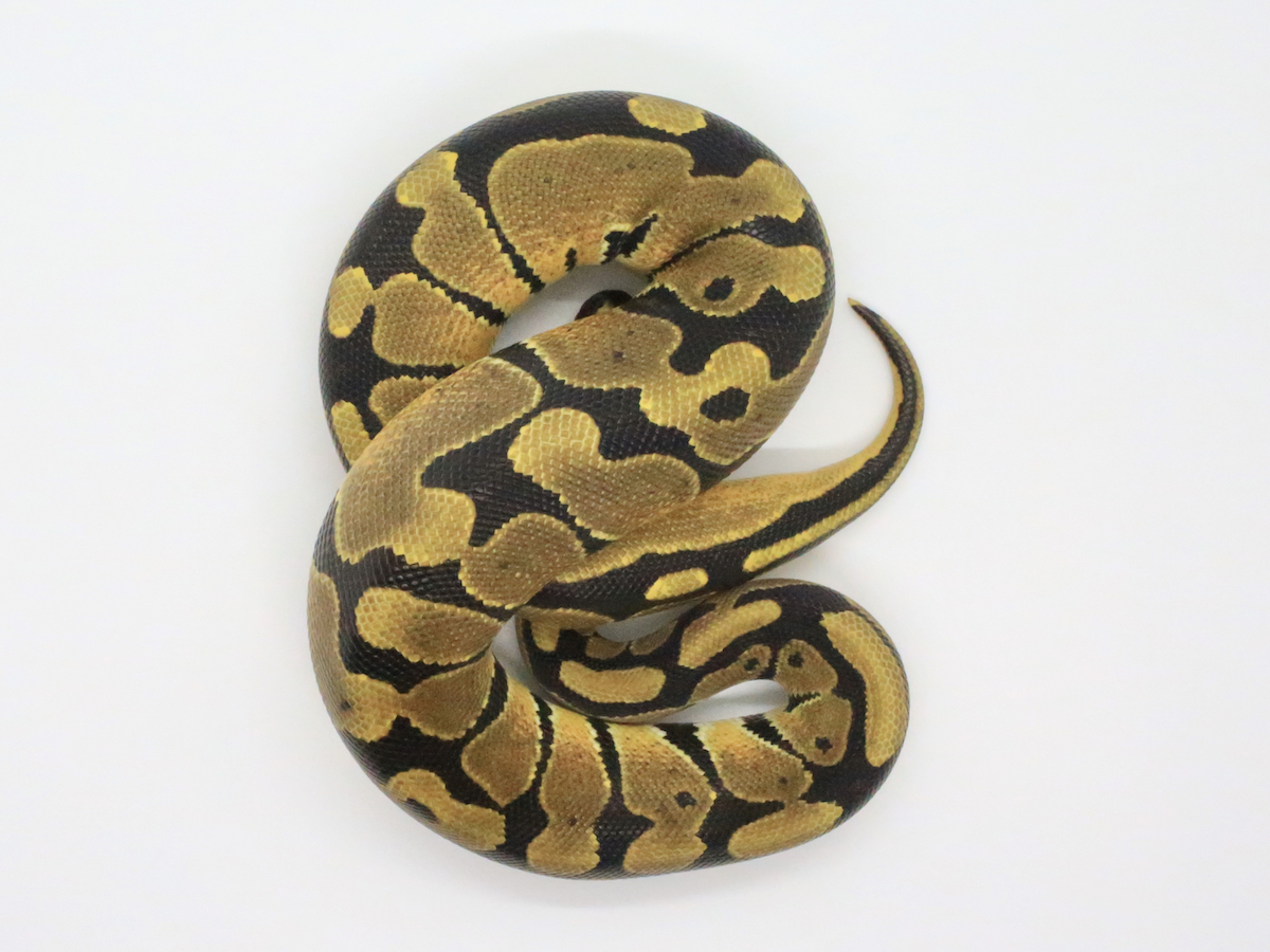 Morph List - World of Ball Pythons