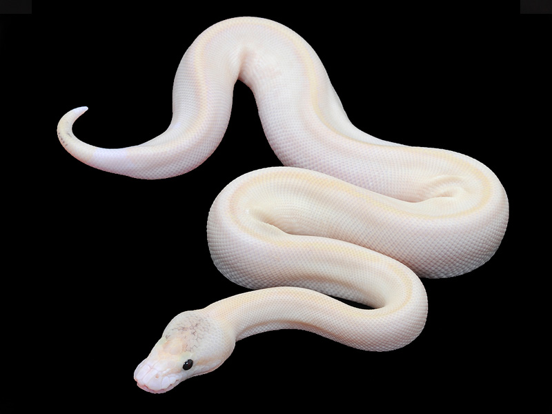 Nuclear Spinner Ball Python