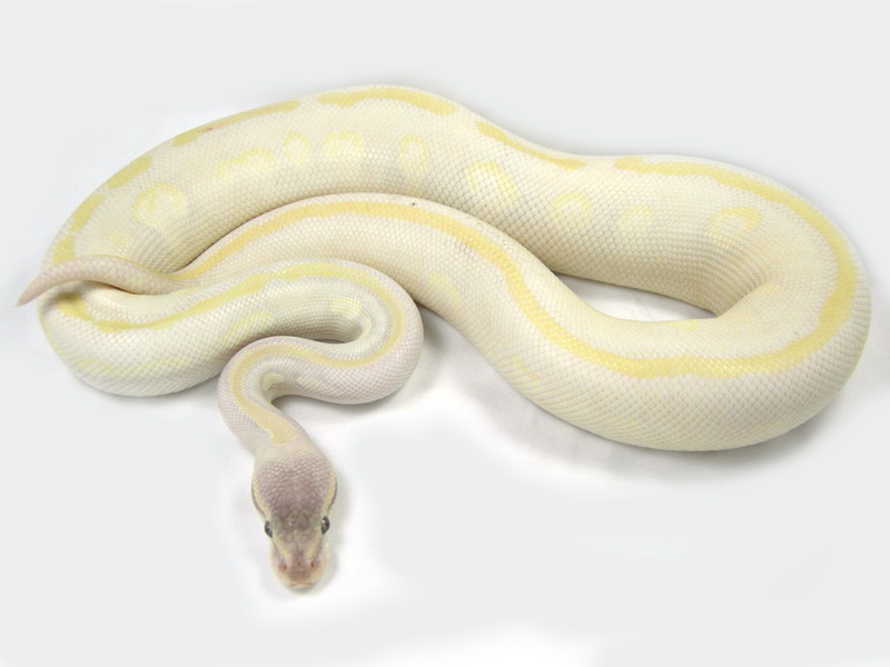 Morph List - World of Ball Pythons