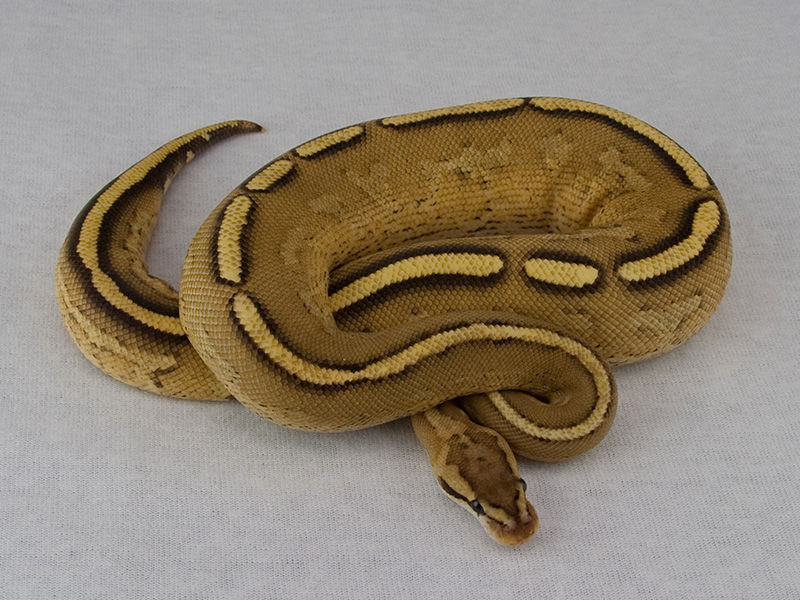 Morph List - World of Ball Pythons