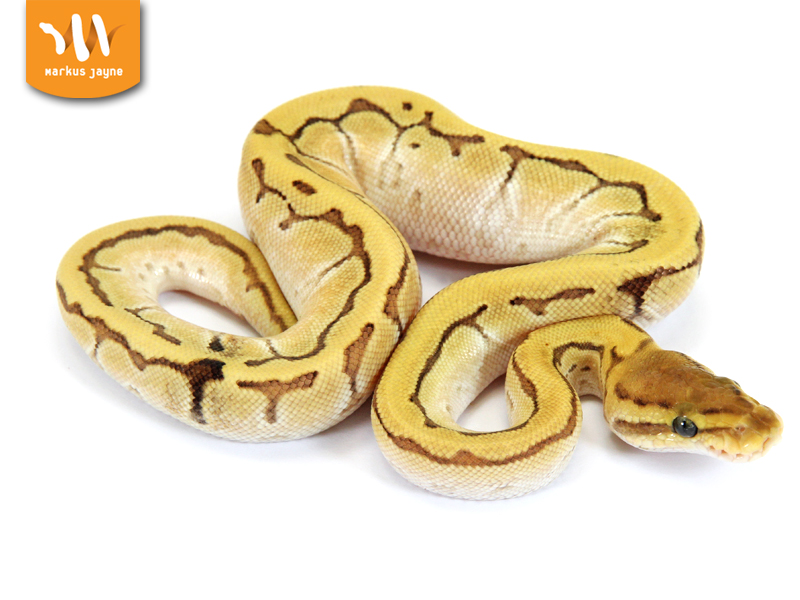 Morph List - World of Ball Pythons