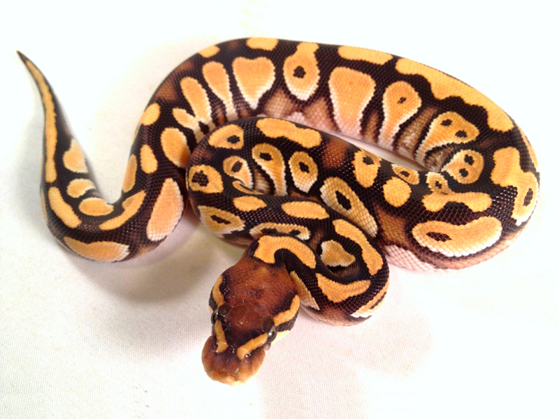 Morph List - World of Ball Pythons