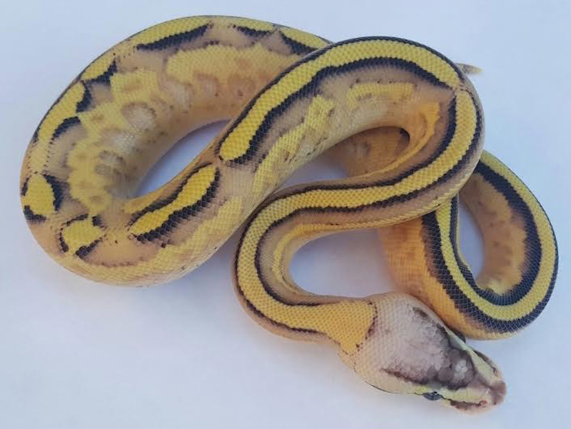 Morph List - World of Ball Pythons