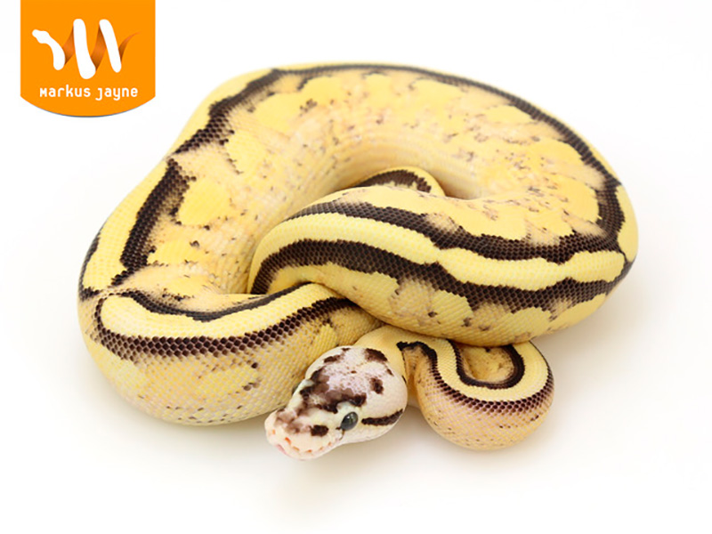 Morph List - World of Ball Pythons