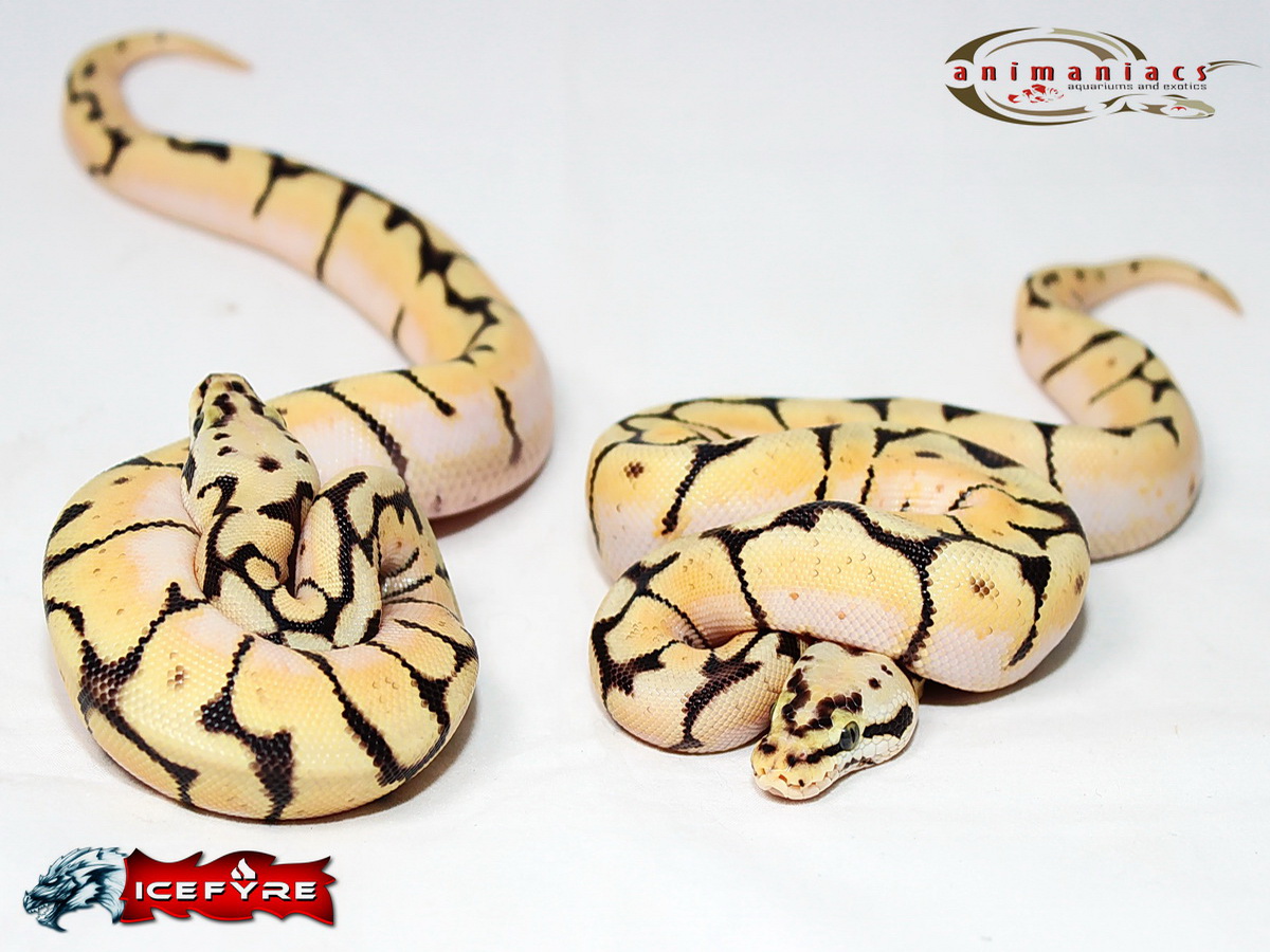 Morph List - World of Ball Pythons