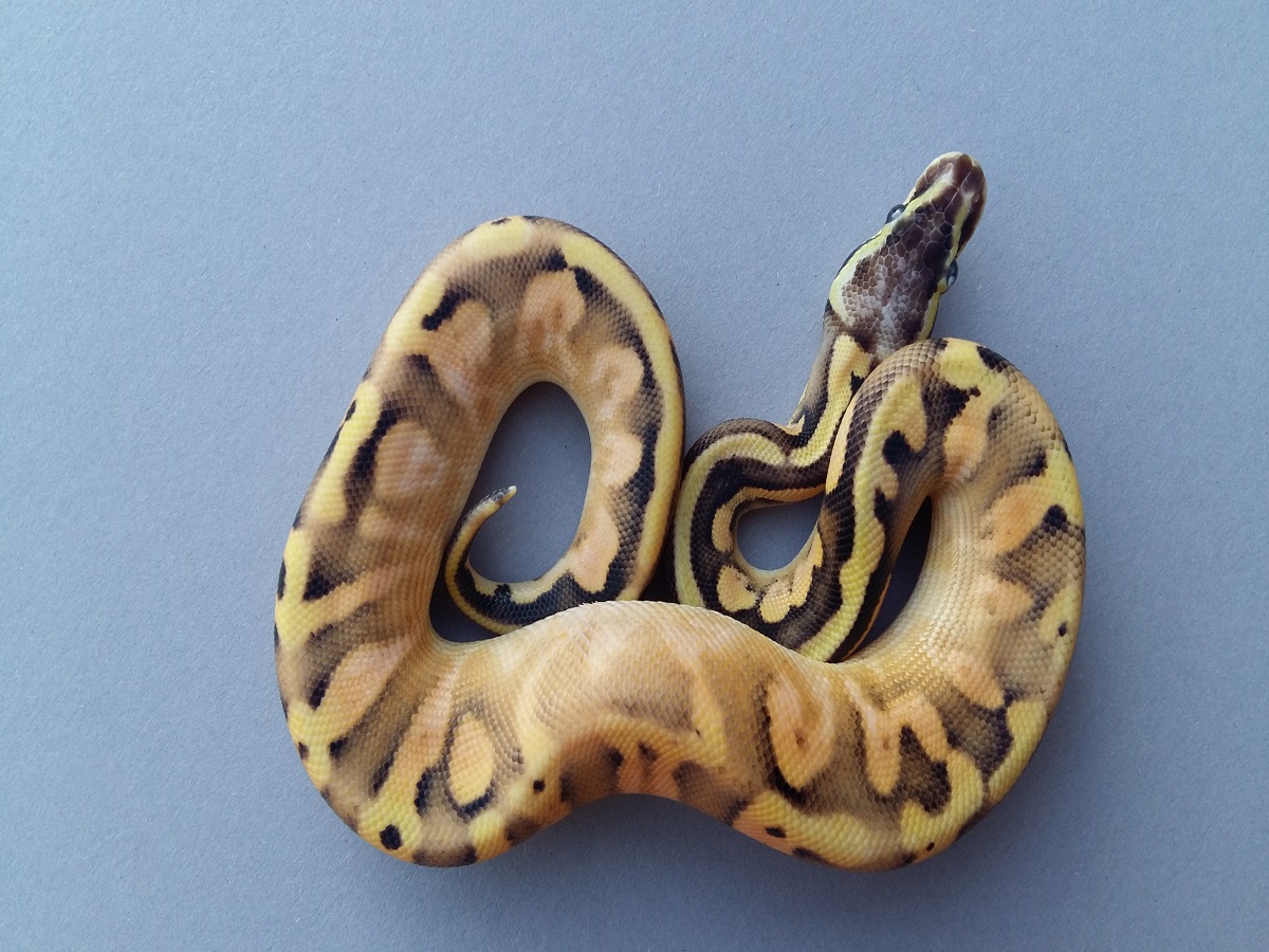 Morph List - World of Ball Pythons