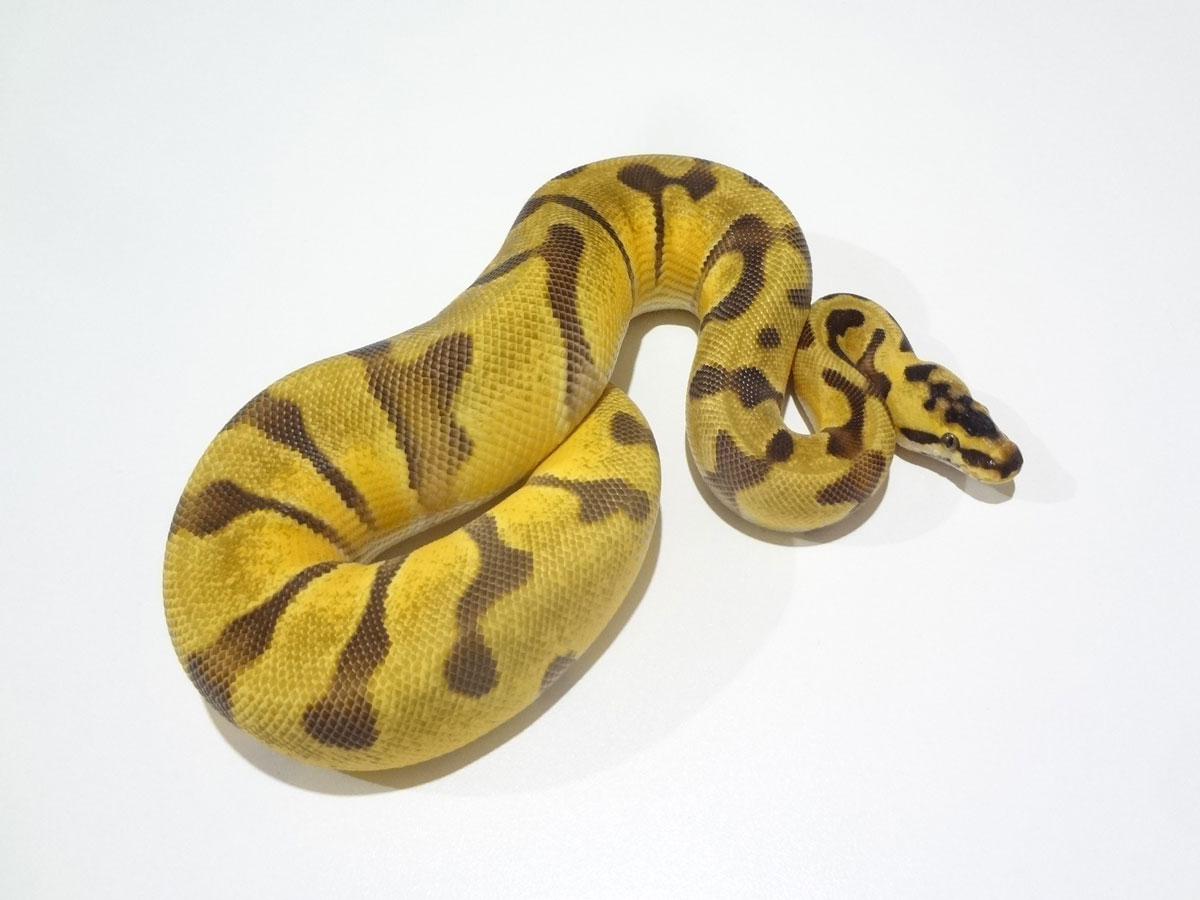 Super Enchi Ball Python