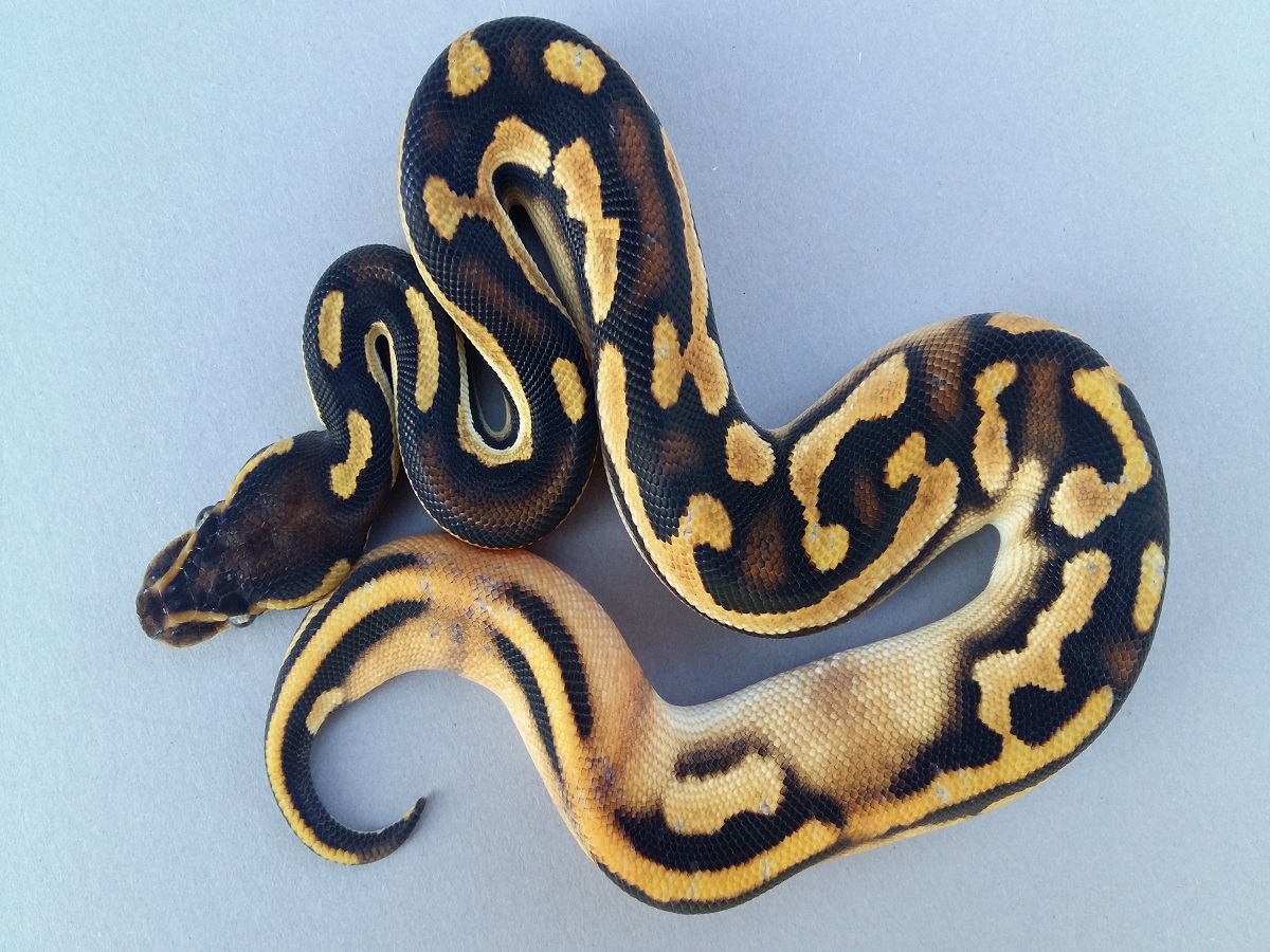 Morph List - World of Ball Pythons