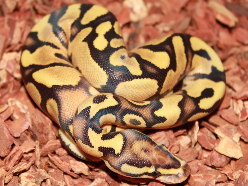 Morph List - World of Ball Pythons