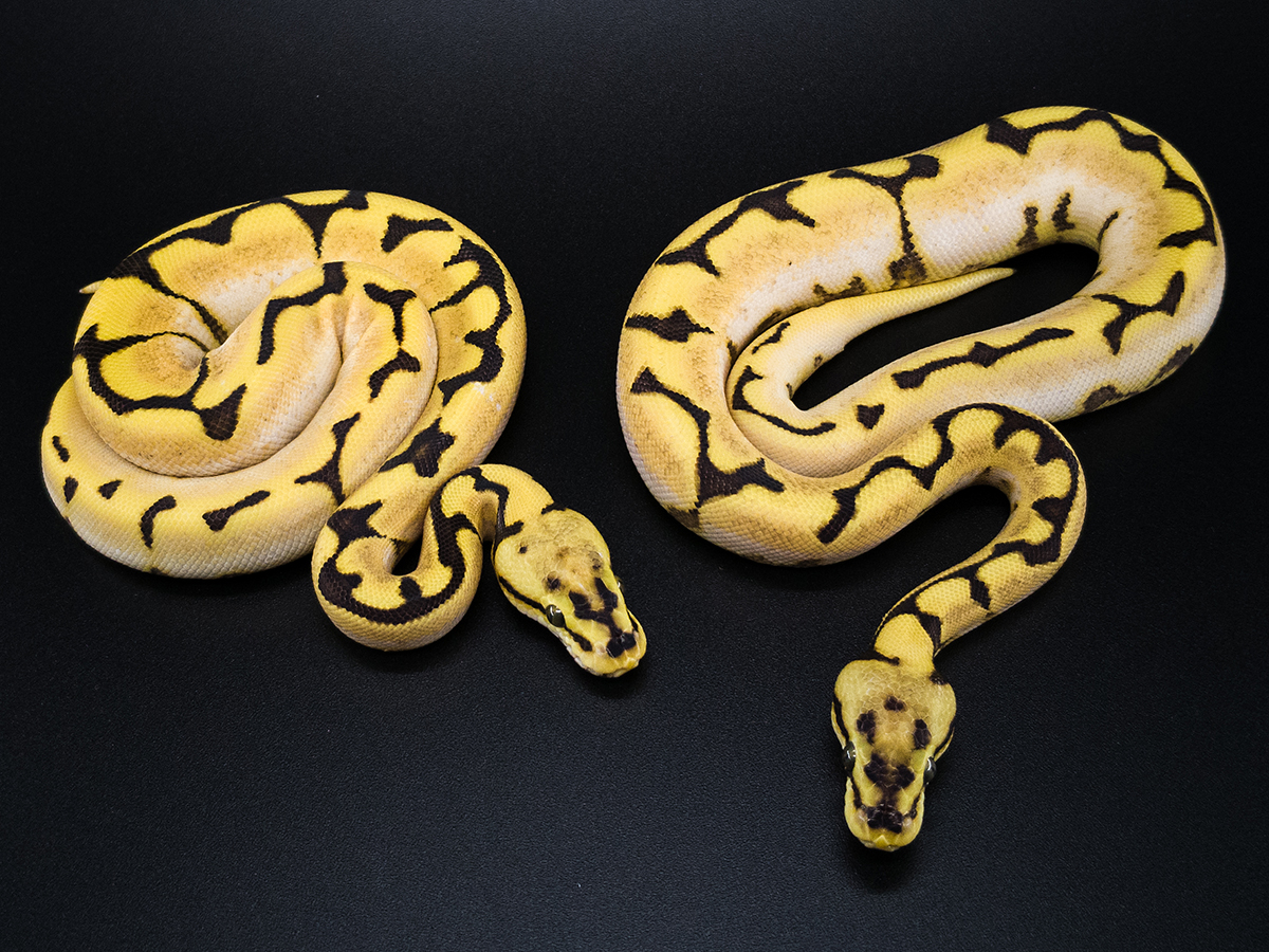 Morph List - World of Ball Pythons