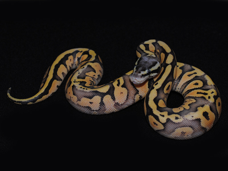 Morph List - World of Ball Pythons