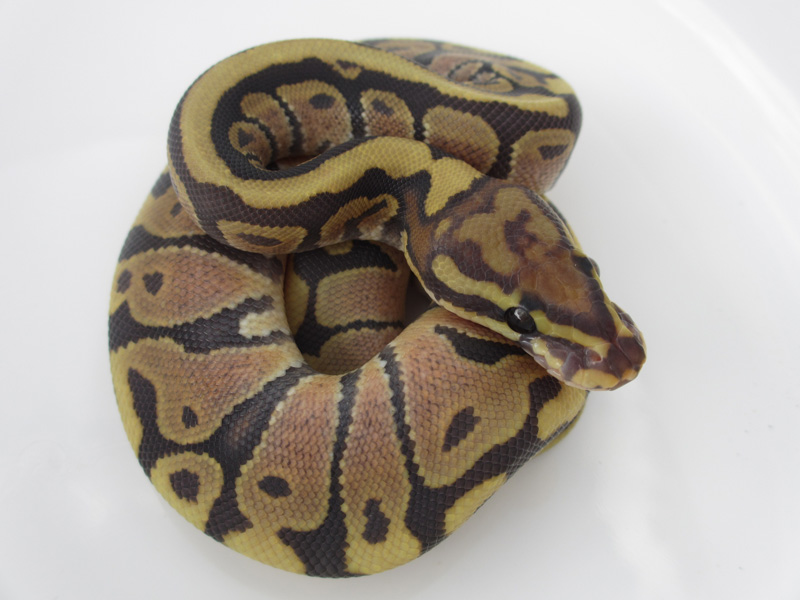 Morph List - World of Ball Pythons