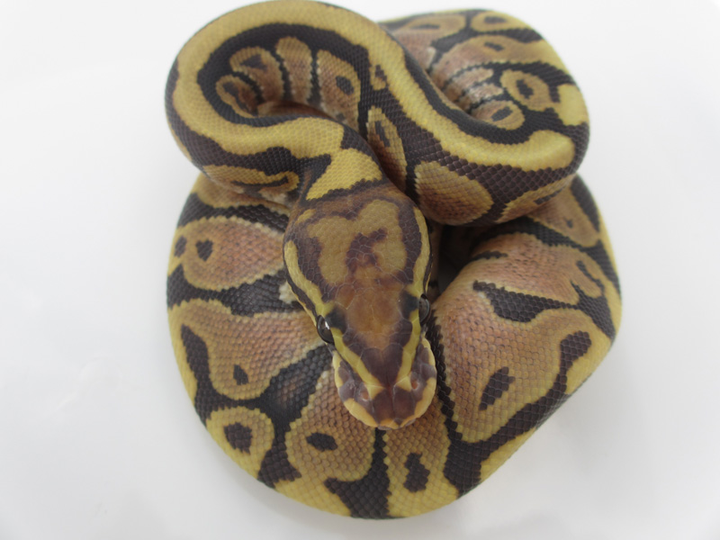 Morph List - World of Ball Pythons