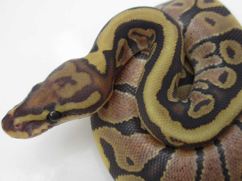 Morph List - World of Ball Pythons
