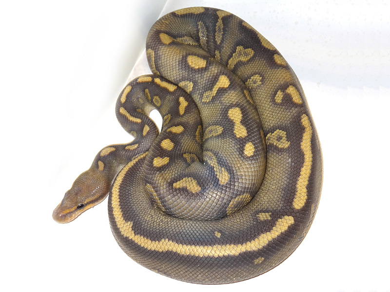 Morph List - World of Ball Pythons