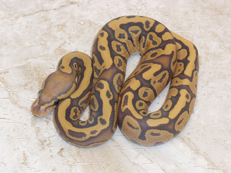Morph List - World of Ball Pythons