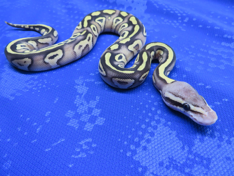 Morph List - World of Ball Pythons