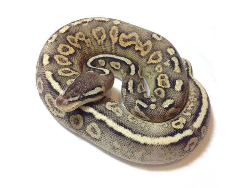Morph List - World of Ball Pythons