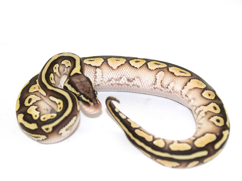 Morph List - World of Ball Pythons