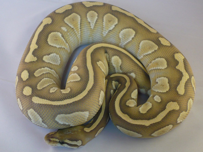 Morph List - World of Ball Pythons