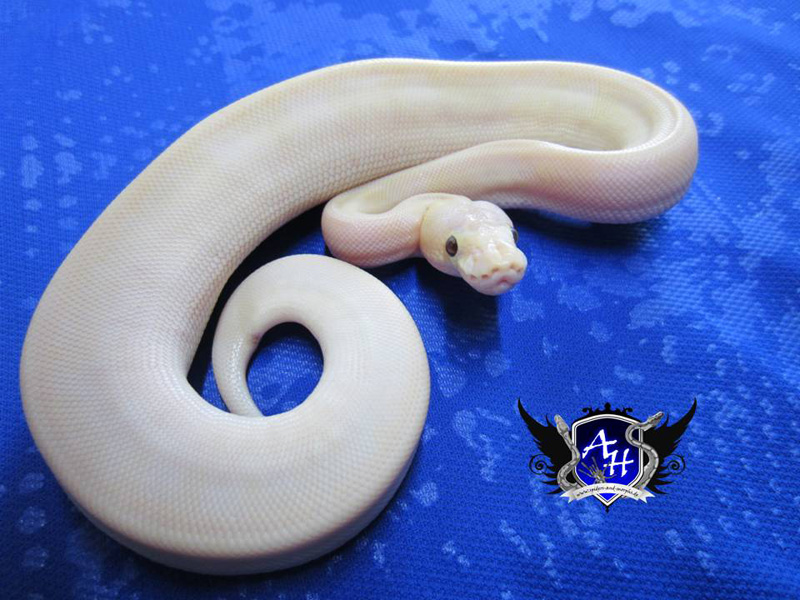 Morph List - World of Ball Pythons