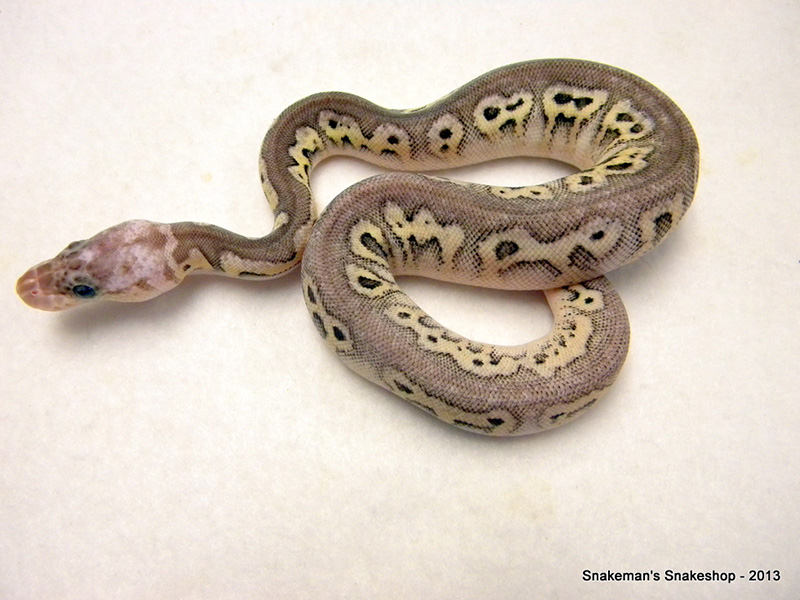 Morph List - World of Ball Pythons