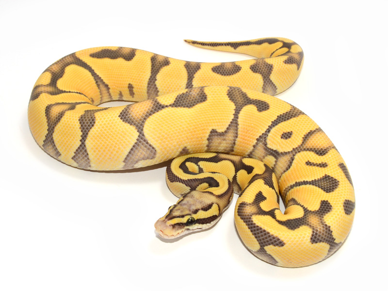 Morph List - World of Ball Pythons