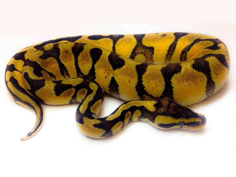 Morph List - World of Ball Pythons