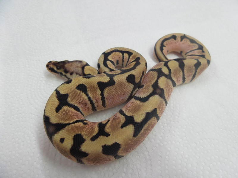 Morph List - World of Ball Pythons
