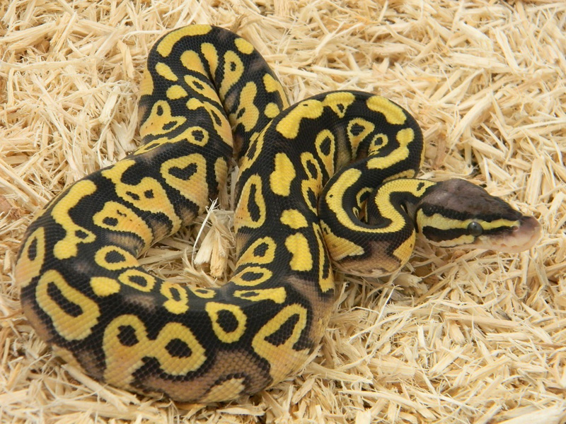 Pastel Mocha Yellow Belly - Morph List - World of Ball Pythons