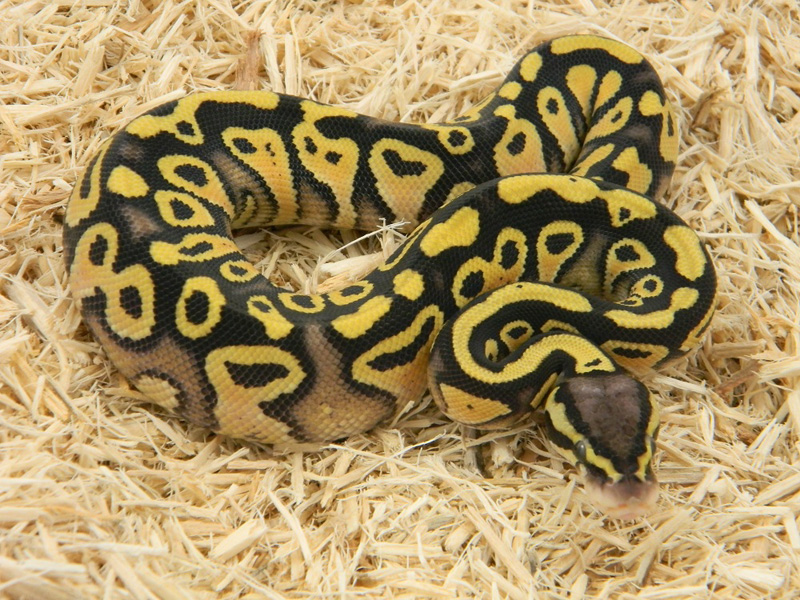 Morph List - World of Ball Pythons