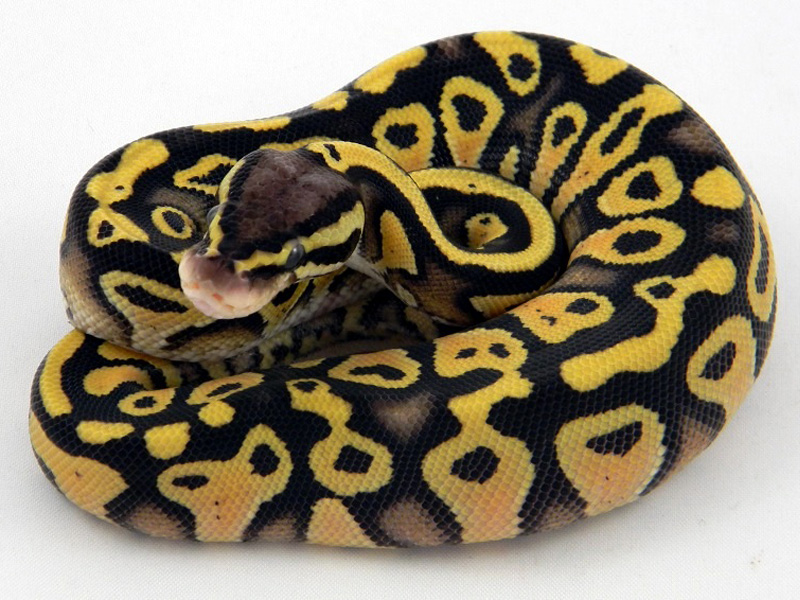 Morph List - World of Ball Pythons