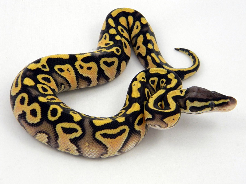 Morph List - World of Ball Pythons