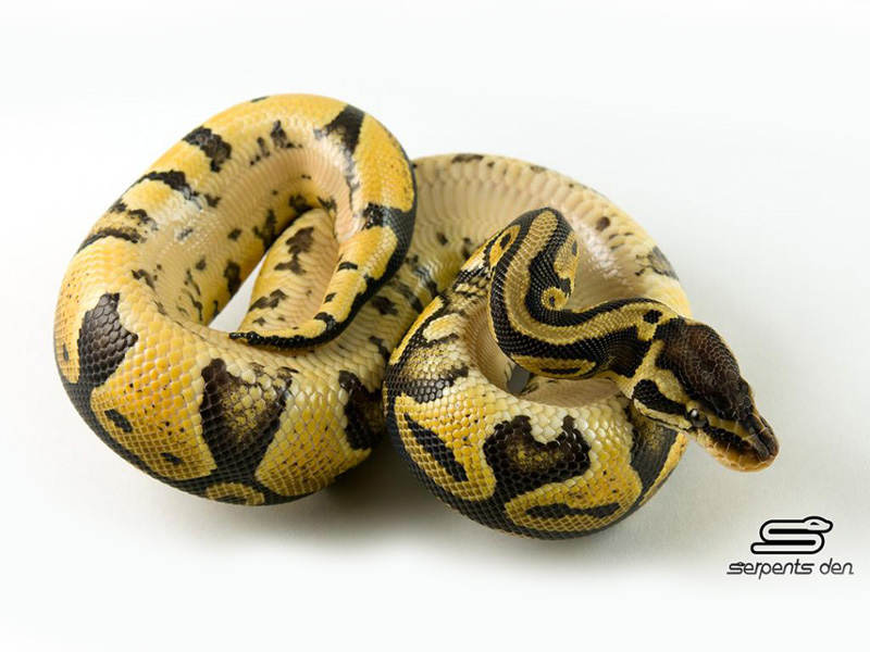 Morph List - World of Ball Pythons