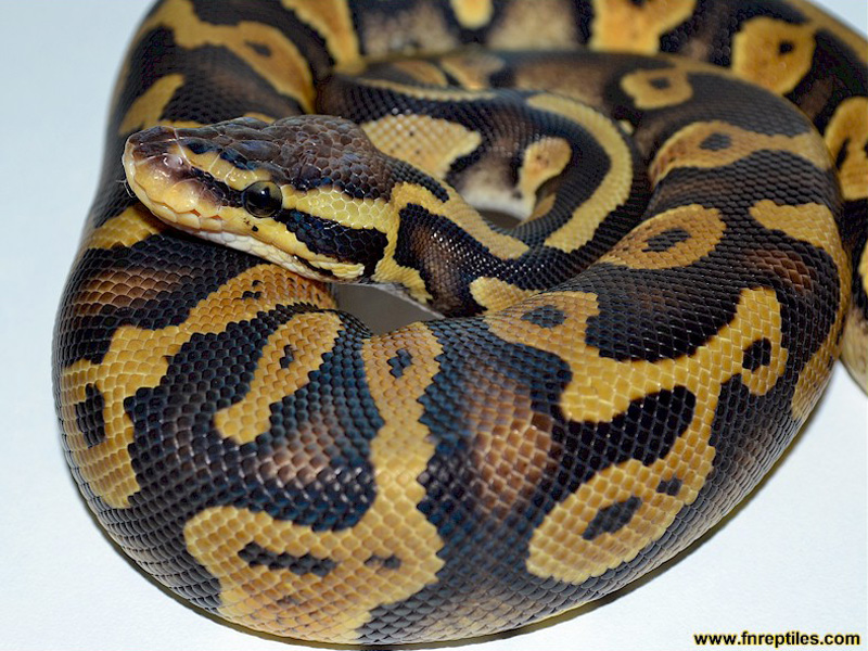 Pastel Panther TII - Morph List - World of Ball Pythons