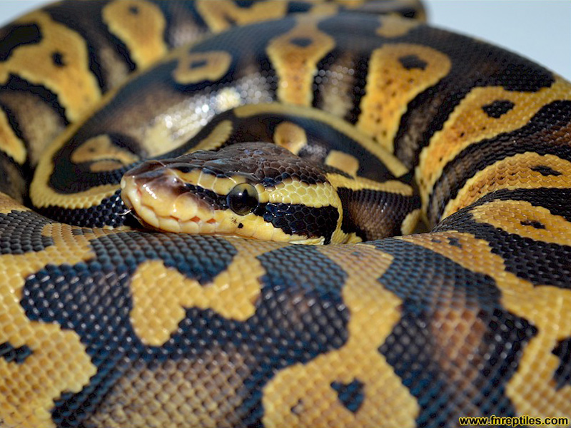 Morph List - World of Ball Pythons