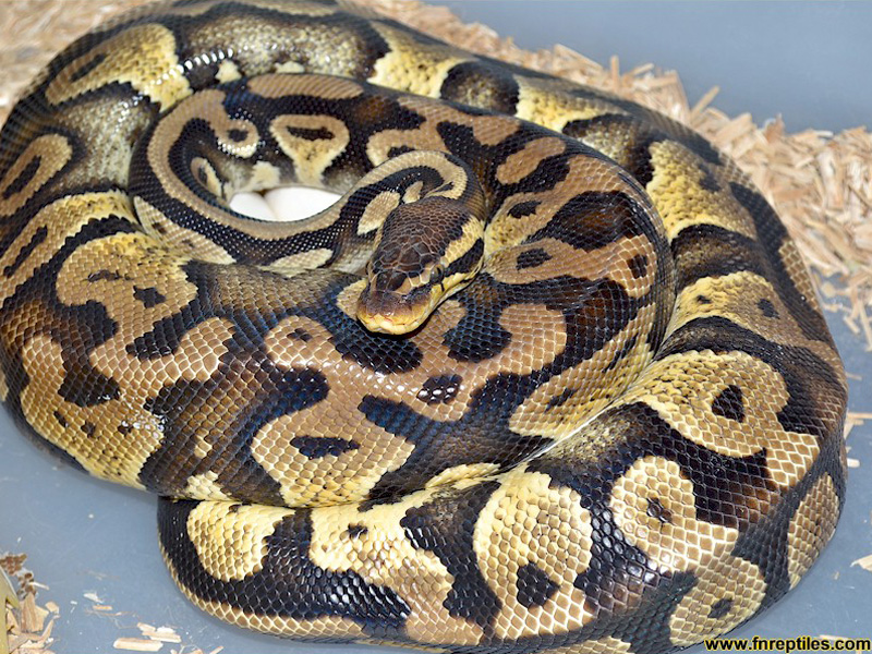 Morph List - World of Ball Pythons