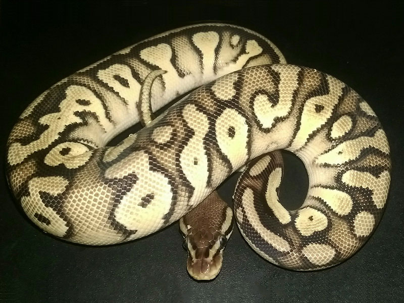 Morph List - World of Ball Pythons