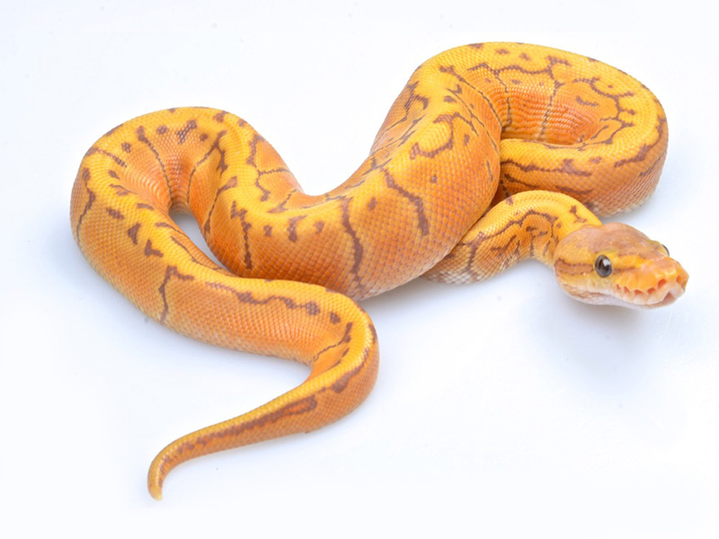 Pastel Pinstripe Ultramelanistic - Morph List - World of Ball Pythons